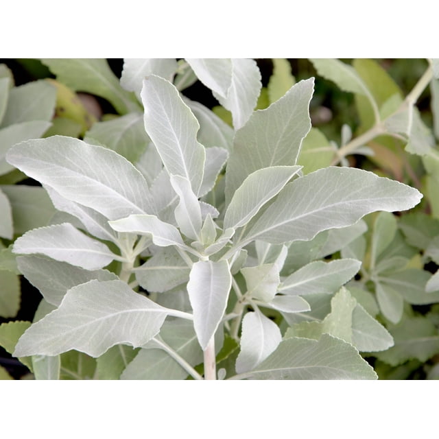 75 Sacred WHITE SAGE Salvia Apiana Shrub Silver Folliage Native Smudge ...