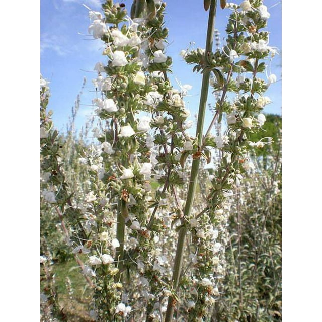 75 Sacred WHITE SAGE Salvia Apiana Shrub Silver Folliage Native Smudge ...