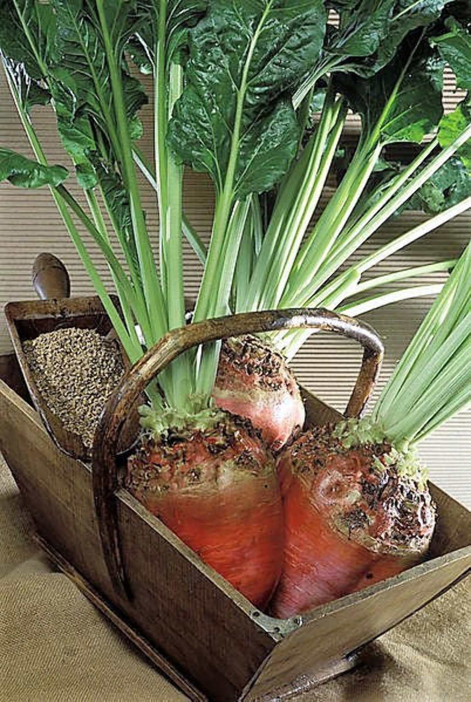 75 Seeds Giant Red BEET Mangelwurzel Mangel Mangold Wurzel Mammoth Long ...