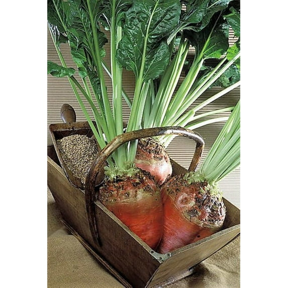 75 Seeds Giant Red BEET Mangelwurzel Mangel Mangold Wurzel Mammoth Long ...
