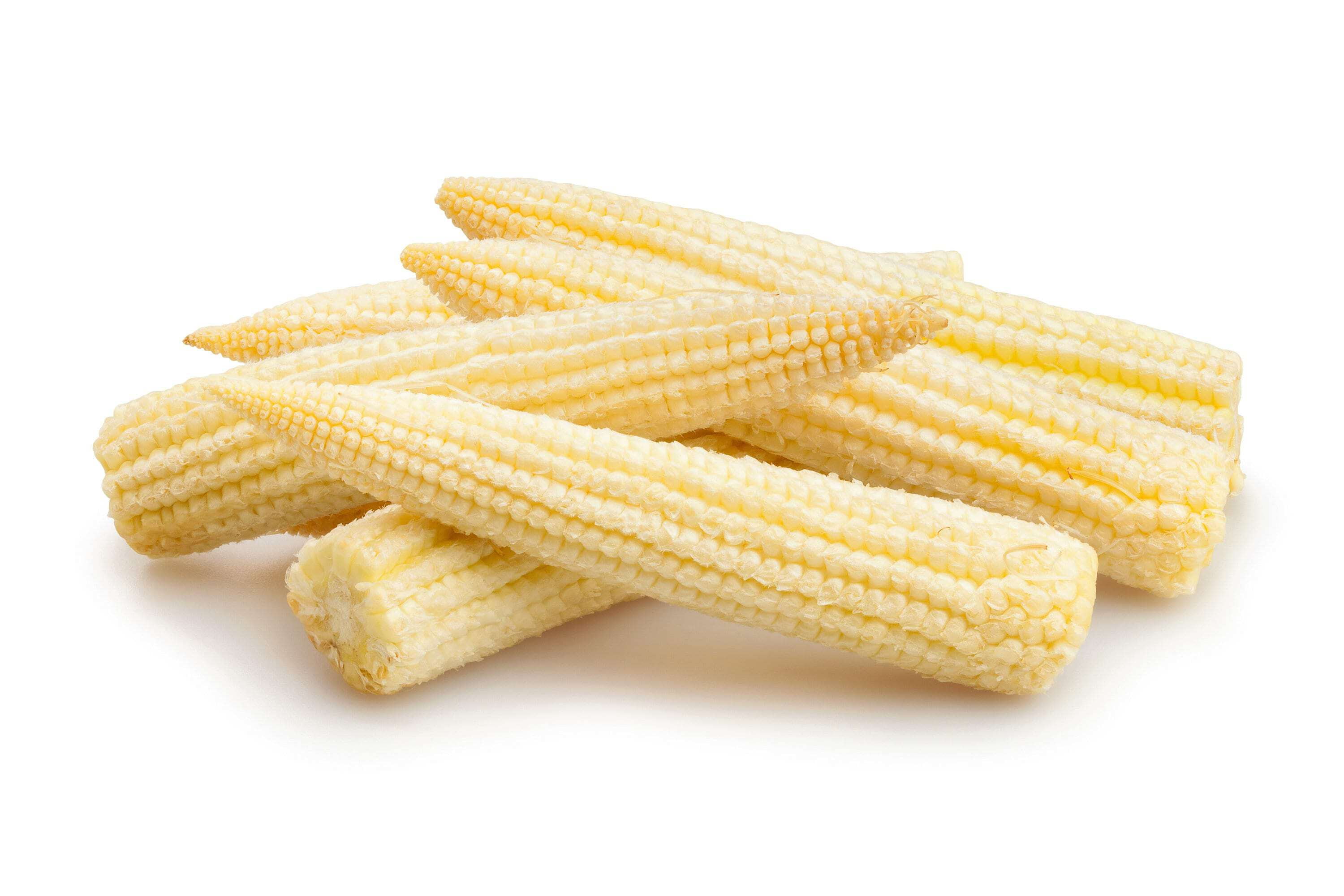 75 Seeds Japanese WHITE HULLESS POPCORN or Baby Corn Zea Mays Heirloom ...