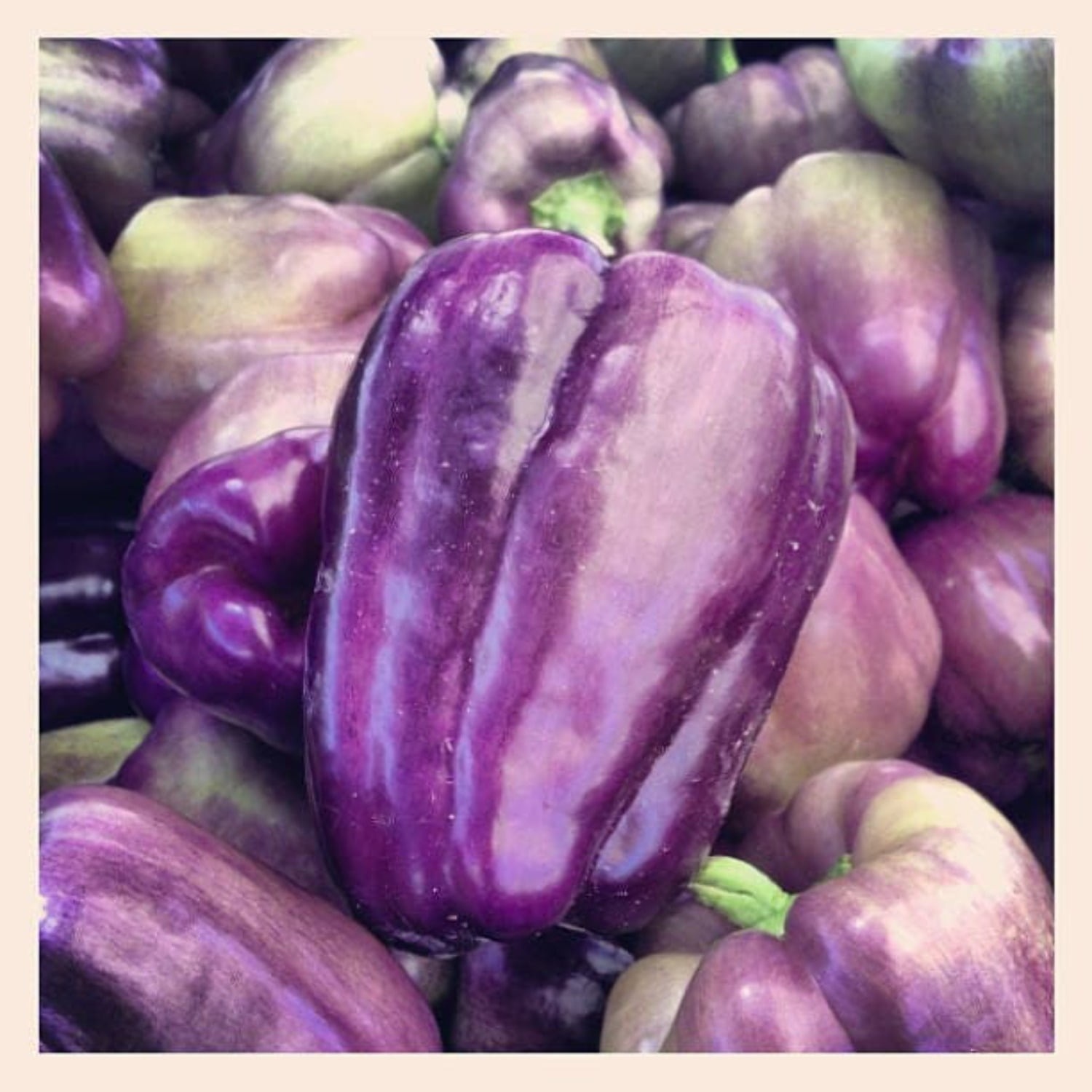 75 Seeds PURPLE BEAUTY PEPPER ( Sweet Mild Bell ) Capsicum Annuum ...