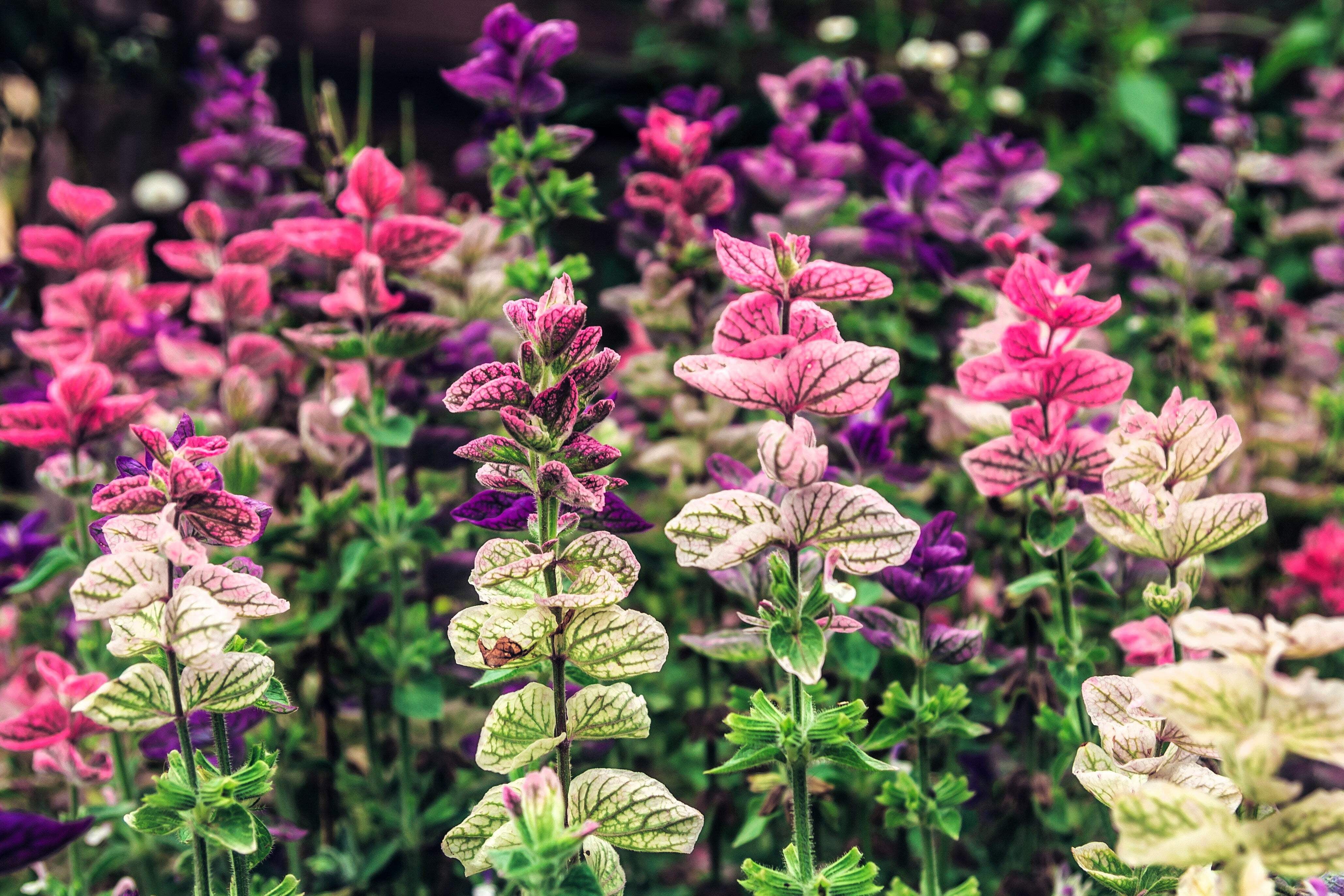 75 TRICOLOR CLARY SAGE Mix Blue Pink White Salvia Viridis Horminum Herb ...