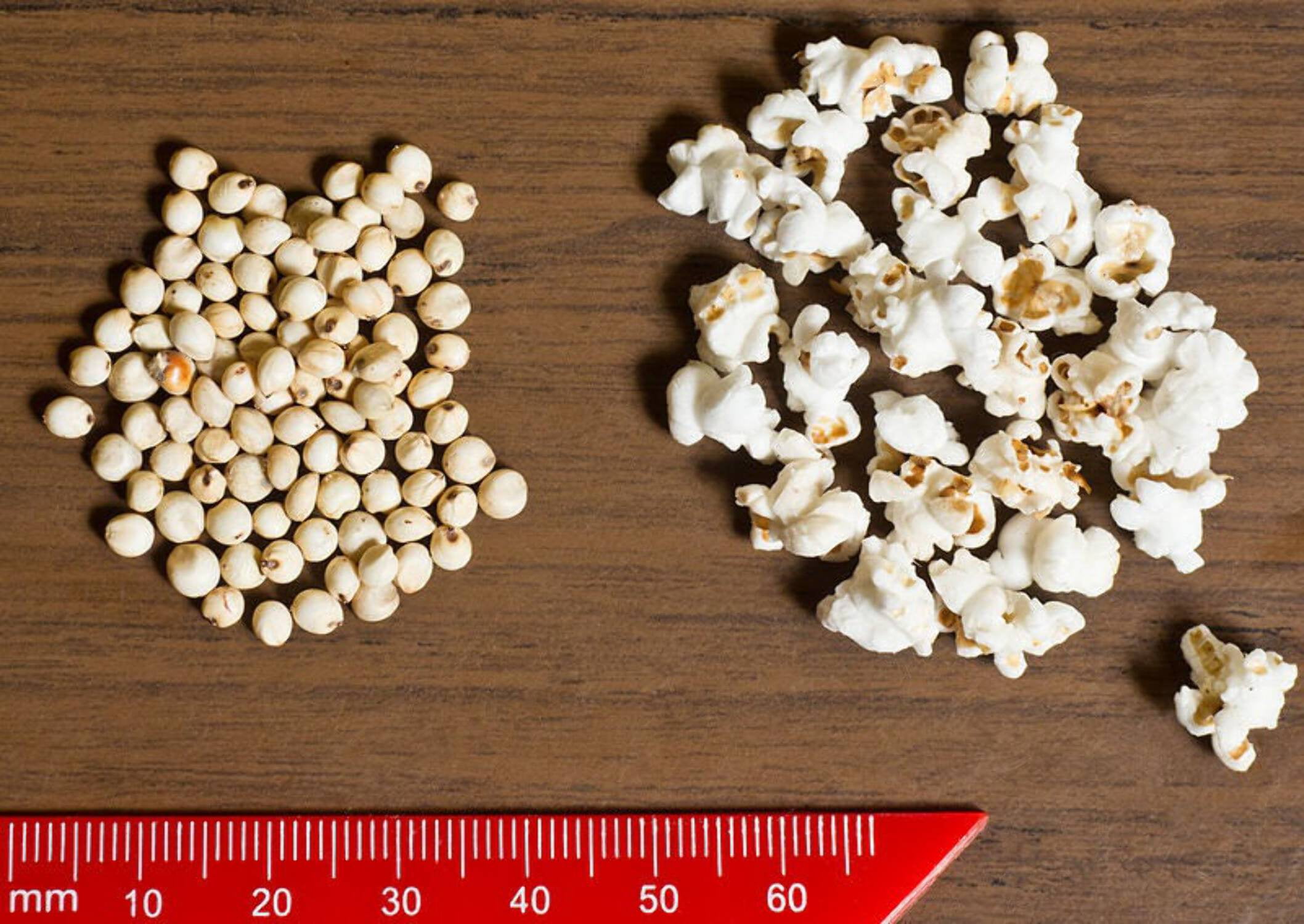 75 WHITE POPPING SORGHUM Bicolor Snack Vegetable Flour Grain Seeds ...