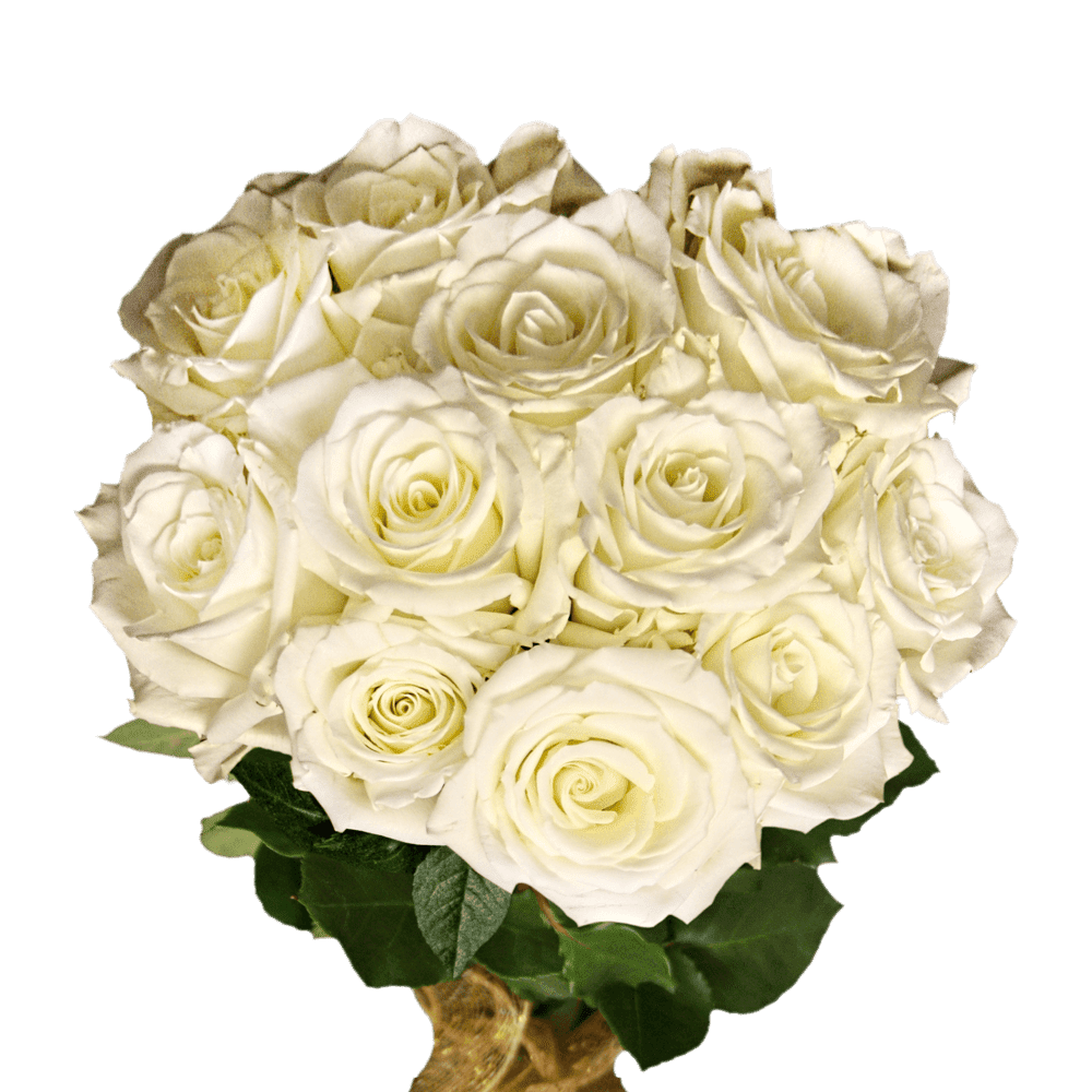 75 X Long Stems of Escimo Roses- Fresh Flower Delivery - Walmart.com