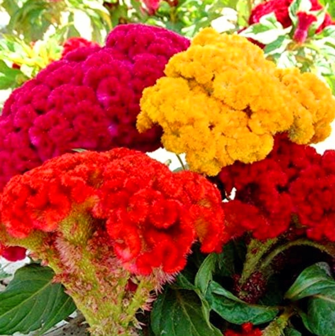750 Celosia Seed for Planting -Mix Cristata Cockscomb Woolflowers - Walmart.com