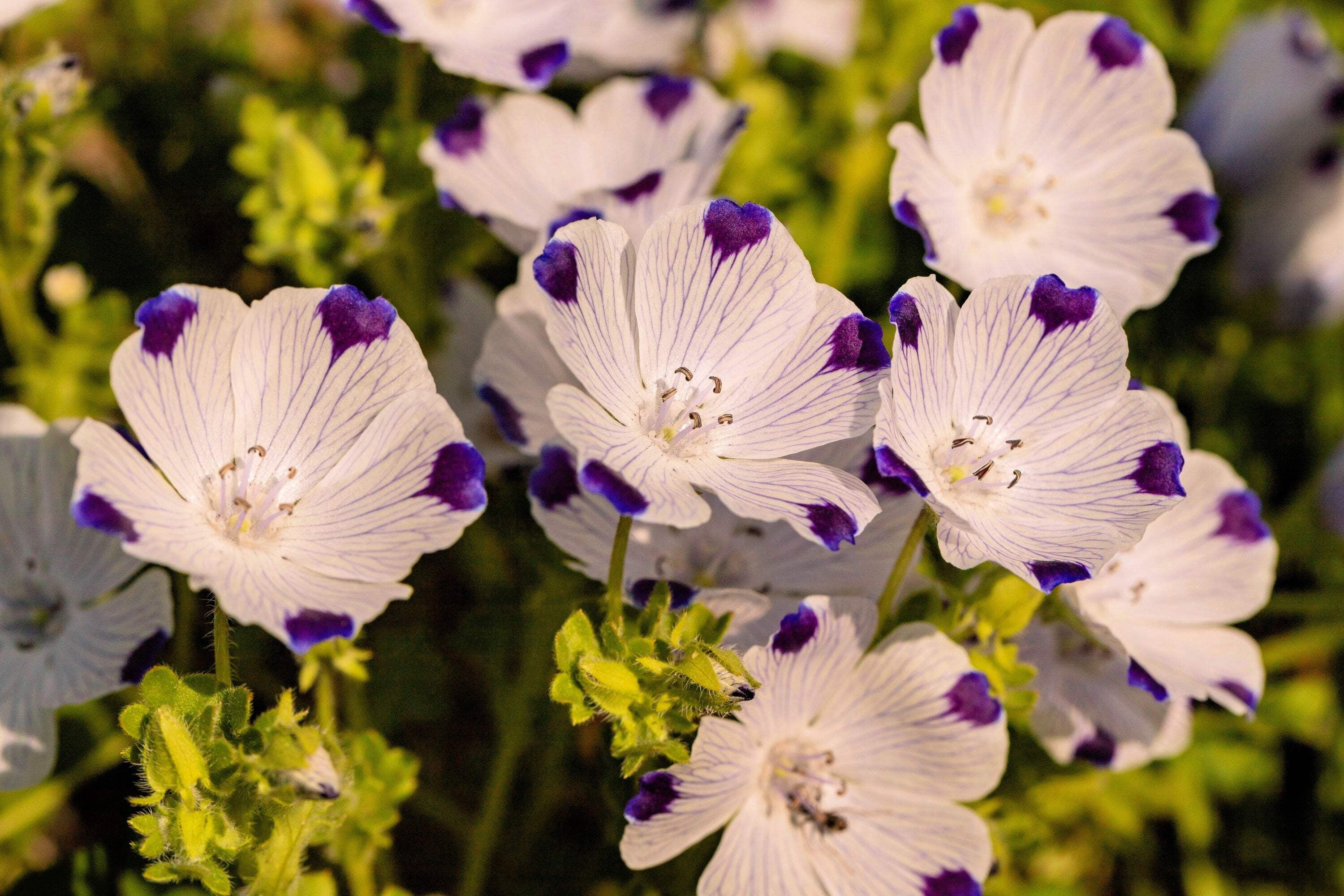 750 FIVE SPOT Nemophila Maculata White & Purple Flower Seeds - Walmart.com
