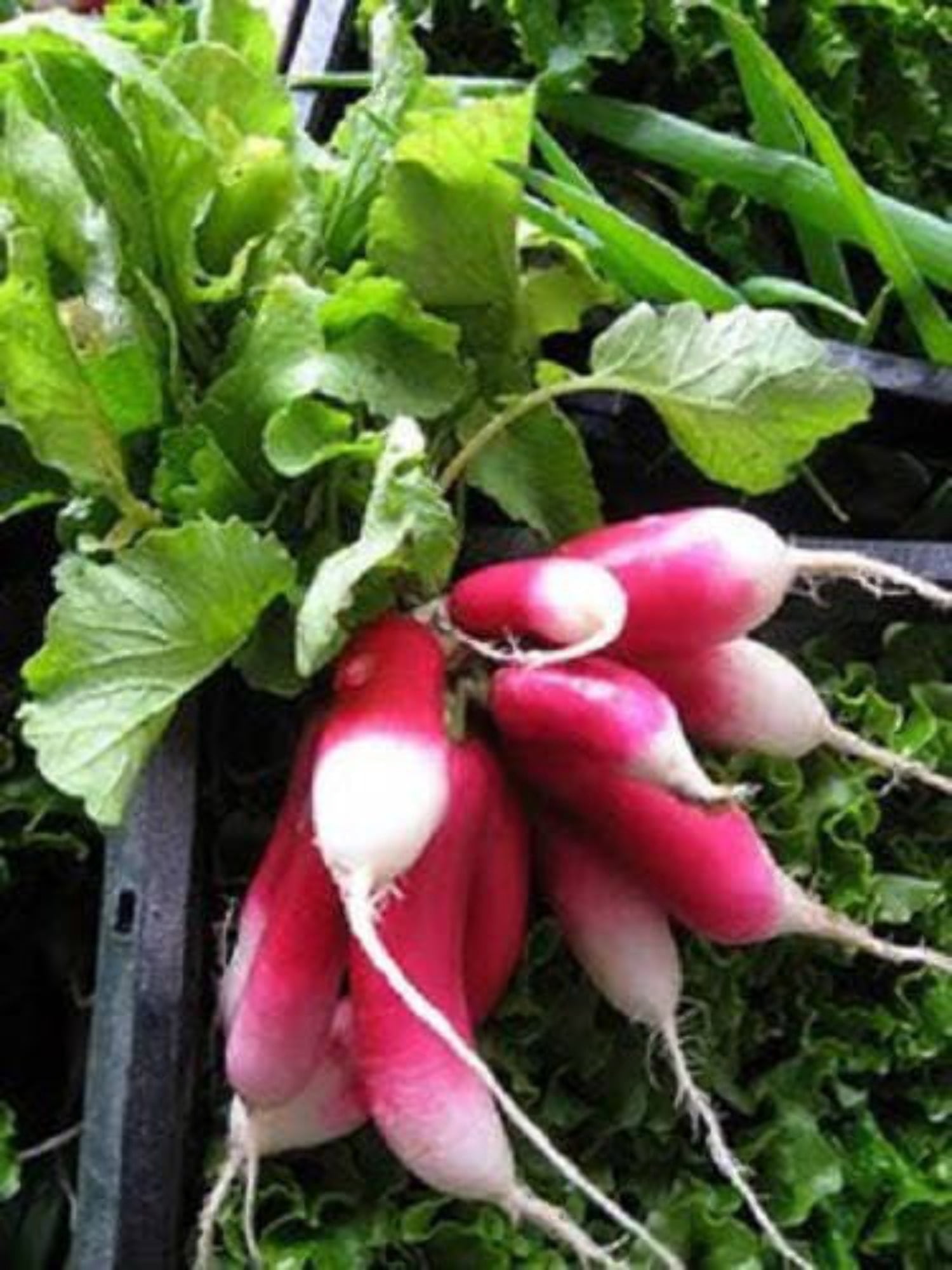 750 Seeds FRENCH BREAKFAST RADISH Raphanus Sativus Vegetable Seeds ...