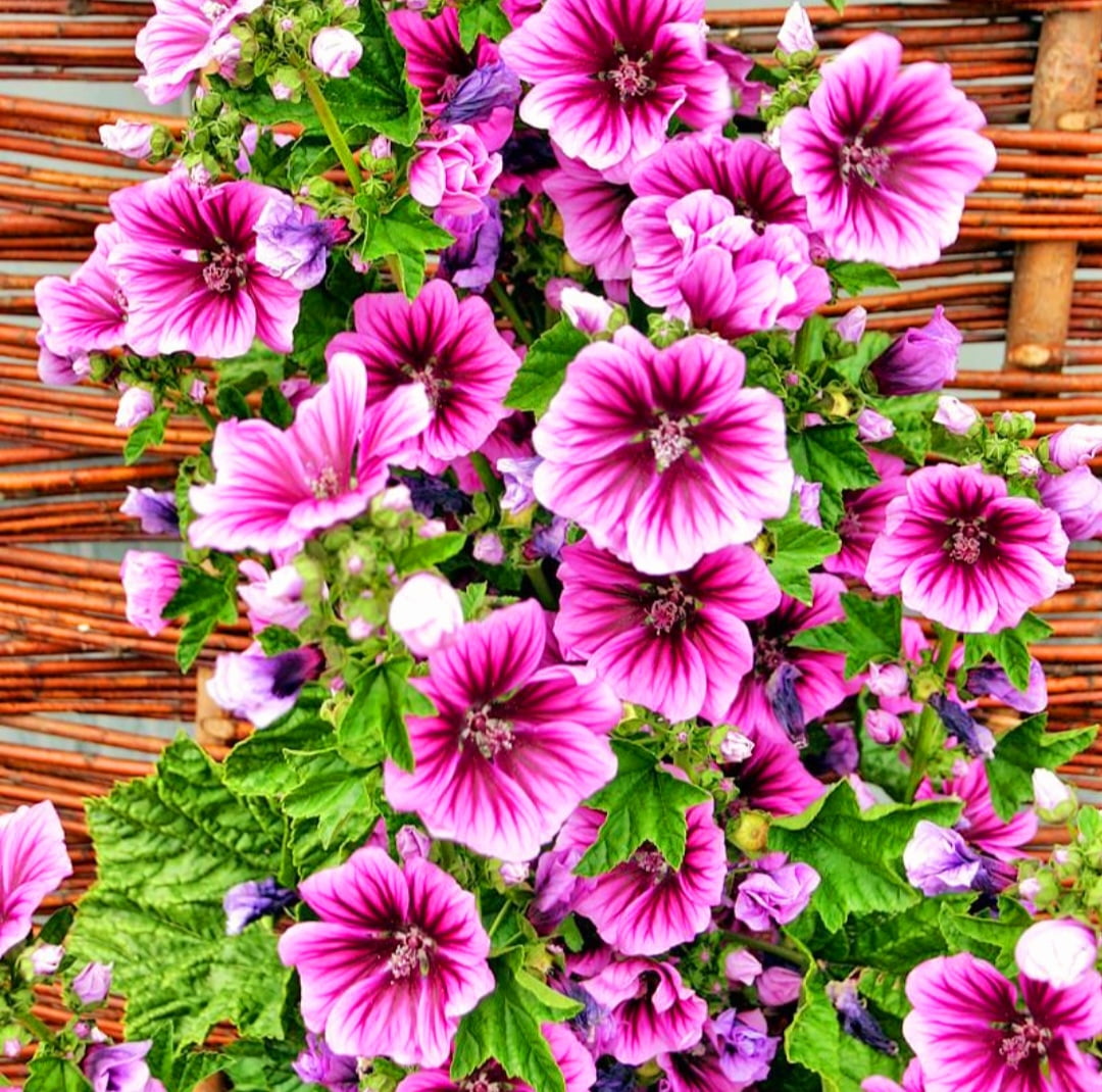750 Malva Seeds Mallow Mauritanian Perennial Malva sylvestris ...