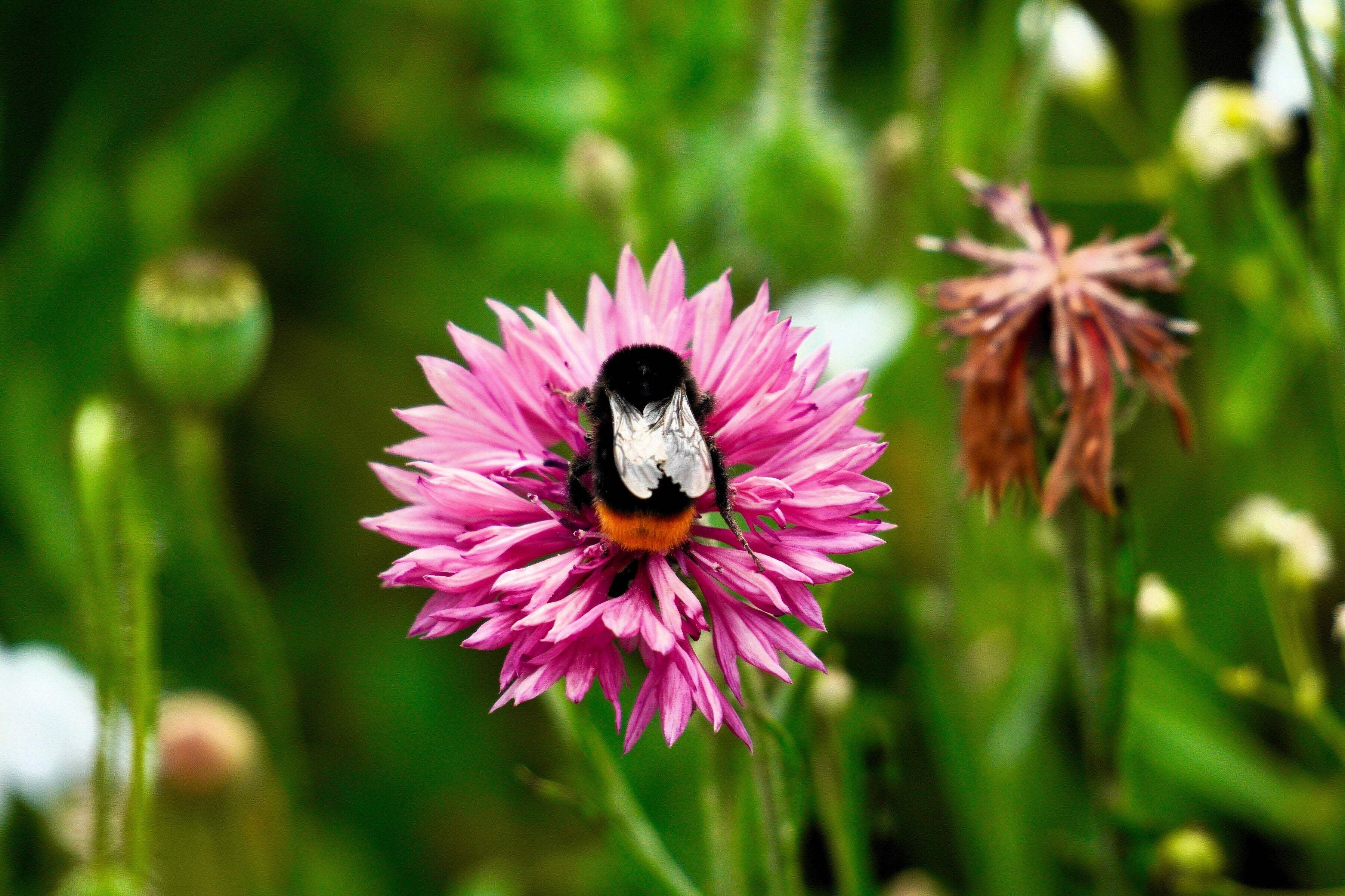 750 Pink BACHELOR'S BUTTON / CORNFLOWER Centaurea Cyanus Flower Seeds ...