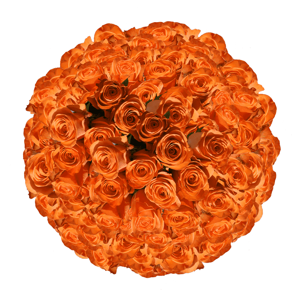 750 Stems of Solid Orange Color Roses- Beautiful Fresh Cut Flowers ...