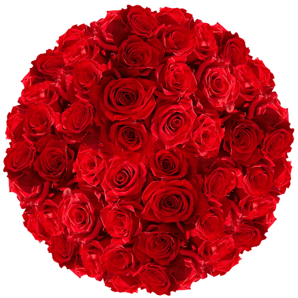 750 Stems of Solid Red Color Roses - Walmart.com