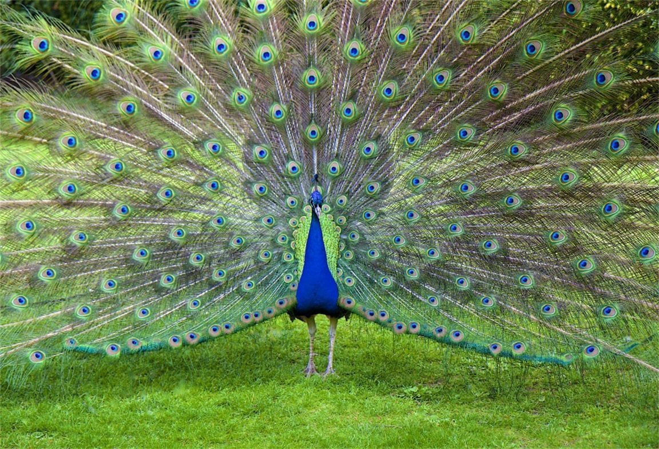 7x5ft Beautiful Peacock Show Off Backdrop Common Peafowl Expanded ...