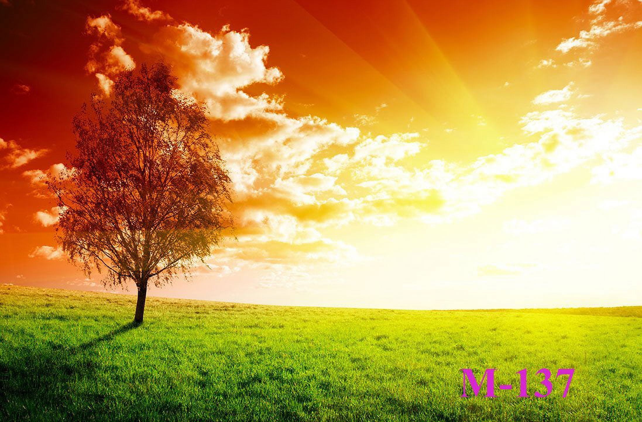 7x5ft The Field Under the Sun Photo Backdrop photography Backdrop ...