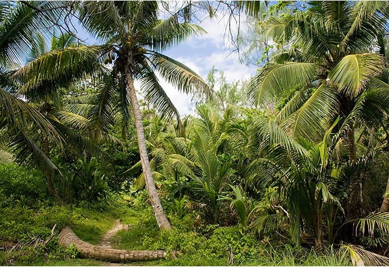 7x5ft Tropical Island Backdrops for Photography Coconut Palm Trees ...