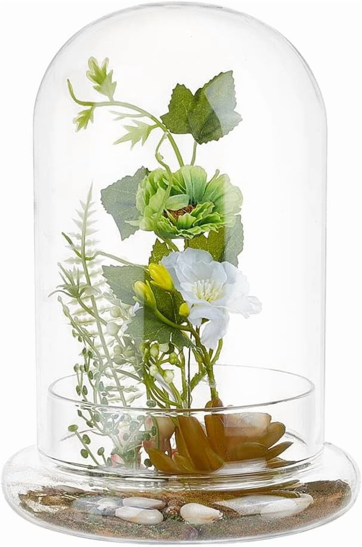 8.3x5.9 Inch Glass Cloche Dome with Base Clear Terrarium for Plants ...