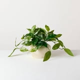 8.5" Small Trailing Hoya Leaf Potted Artificial Plant - Walmart.com