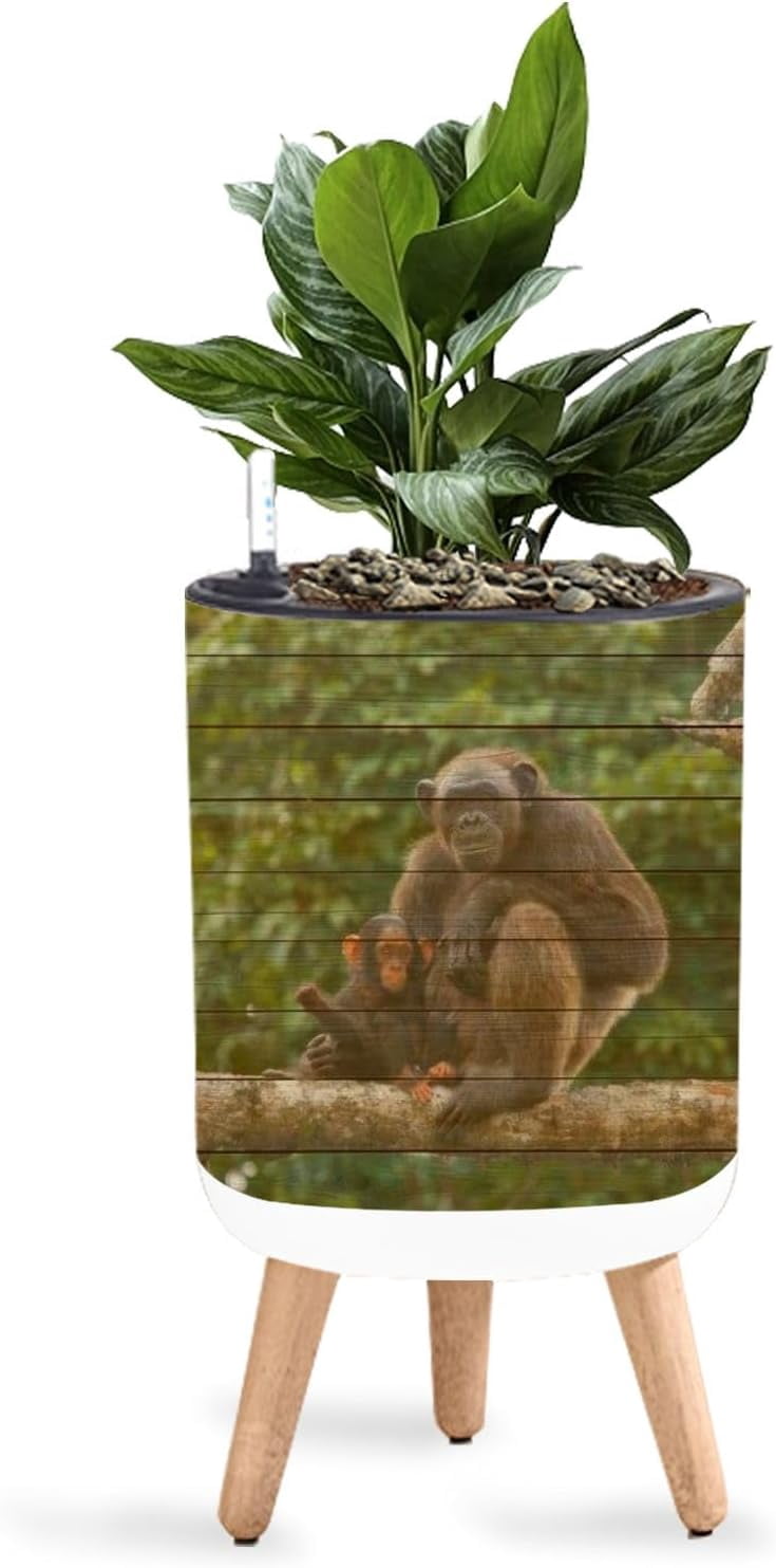 8.7" Planter with Stand A Female Chimpanzee Baby Mangrove Trees Indoor ...