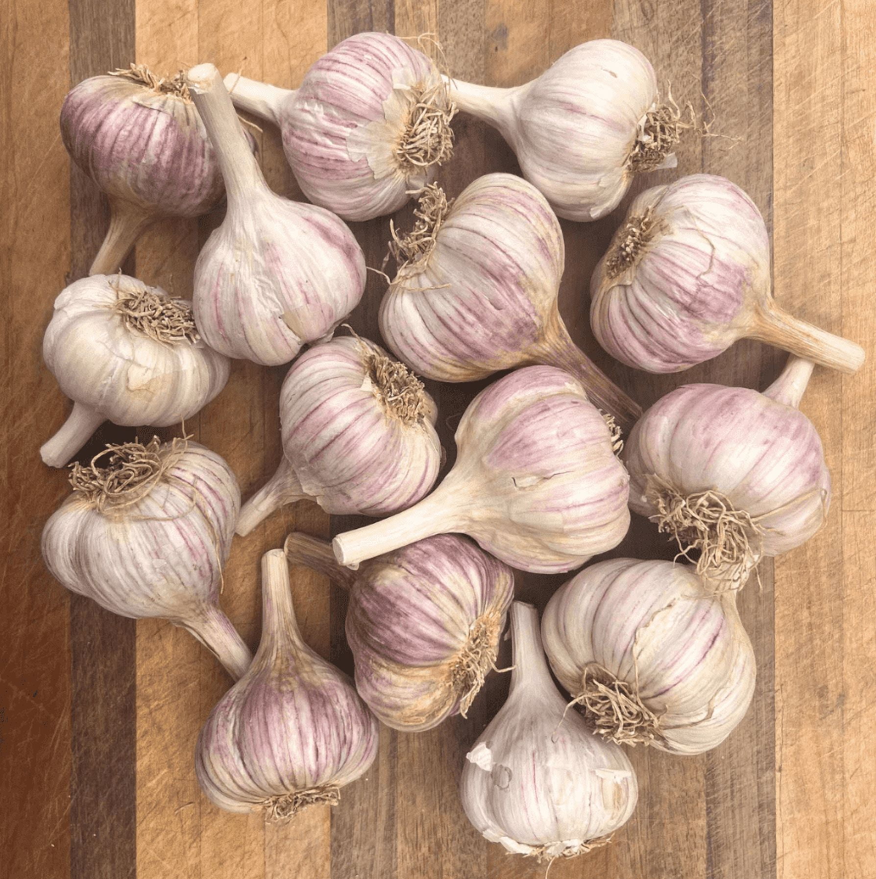 8 Chesnok Red Garlic Bulbs for Planting and Gardening, Hardneck Garlic ...