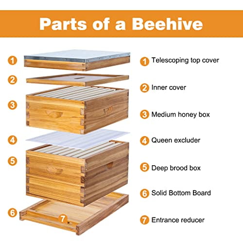 8 Frame Bee Hive Complete Beehive Kit Beeswax Coated Include Frames and ...