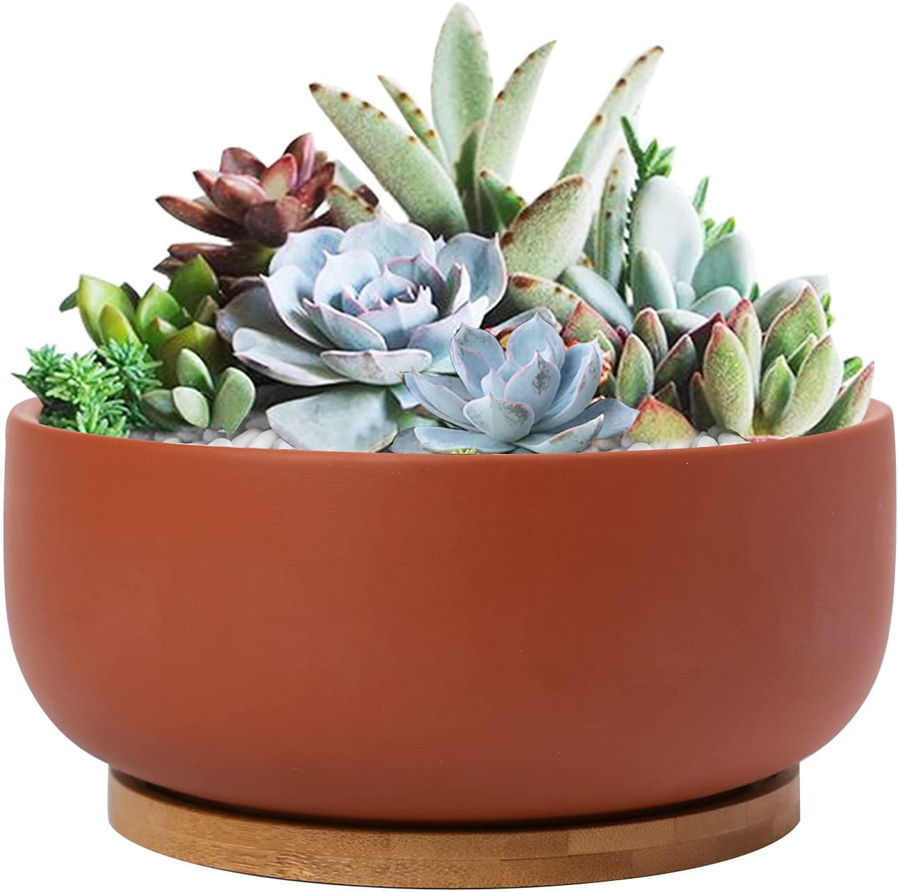 8 Inch Terracotta Planter Shallow Succulent Planter Pot with Drainage ...