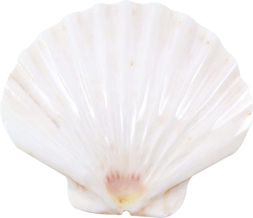 8 Irish Flat Polished Shells 3-5" (Set of 8) - Walmart.com
