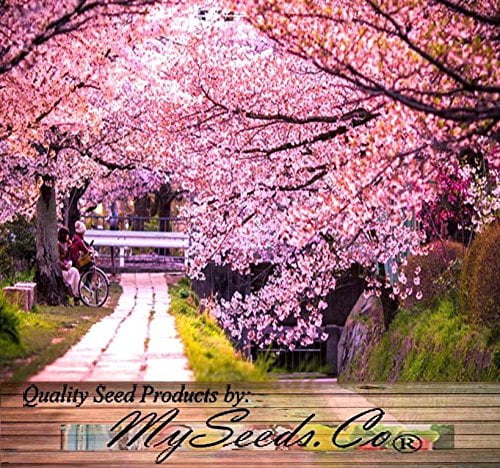 (8) Japanese SAKURA FLOWERING CHERRY Tree Seed - Prunus serrulata Seed ...