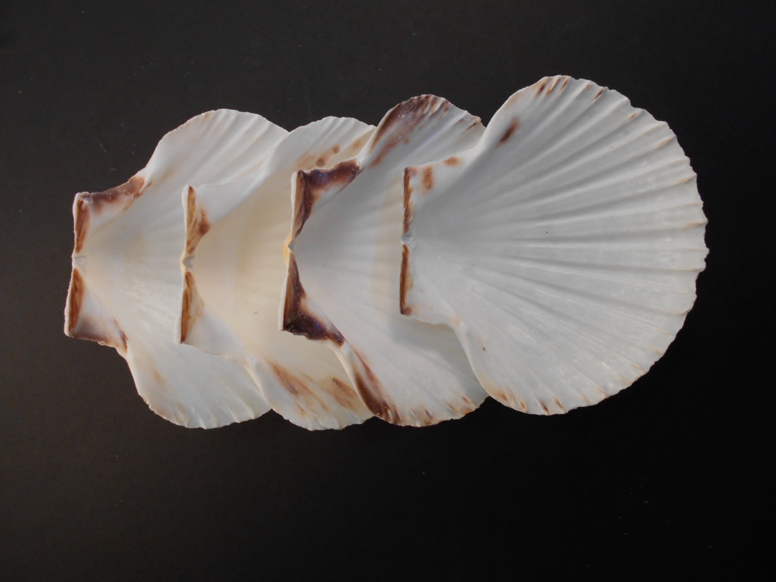 8 Large Real Irish Baking Scallop Shells (4 - 4 3/8") Restaurant ...