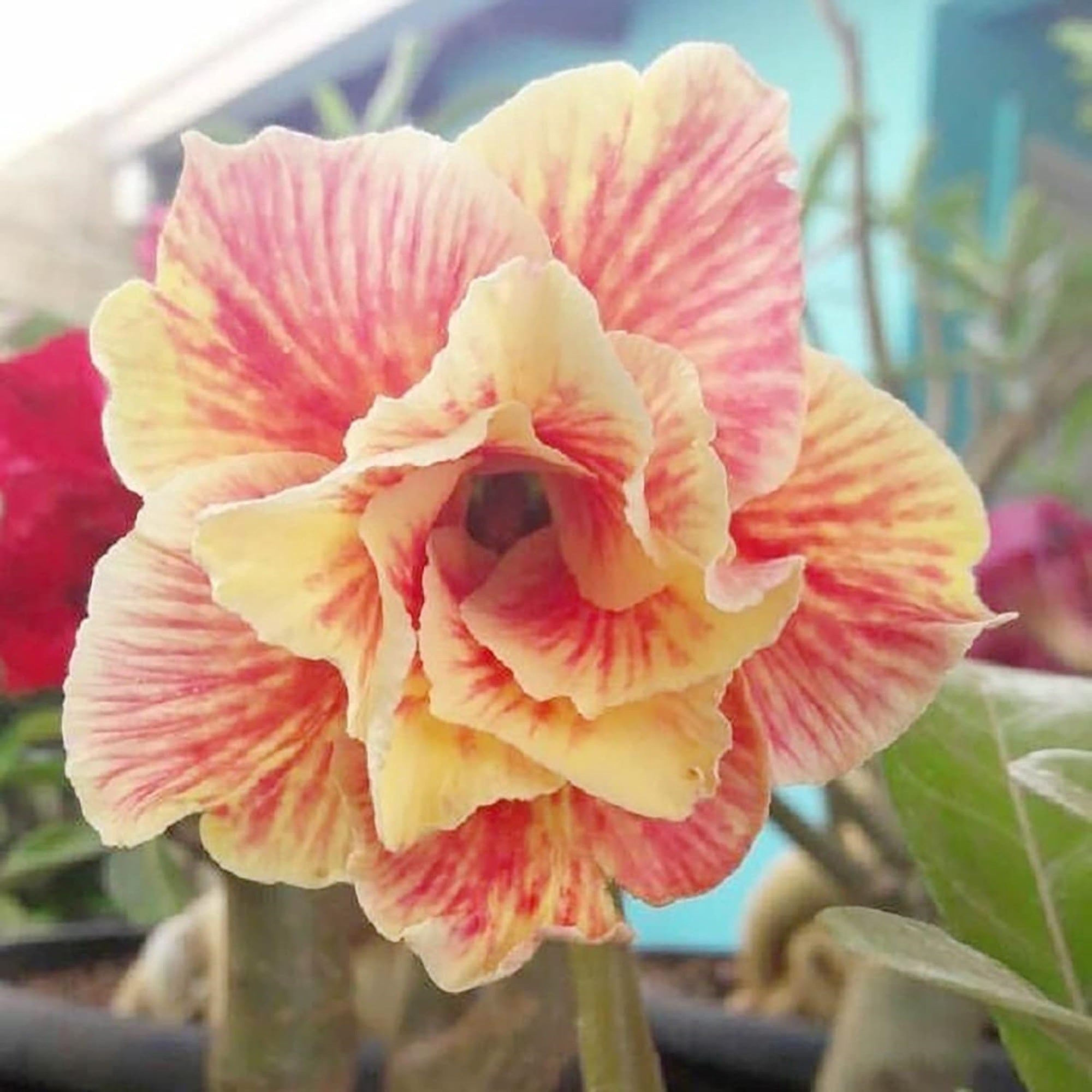 4 Light Yellow Red Desert Rose Seeds Adenium Obesum Flower Perennial ...