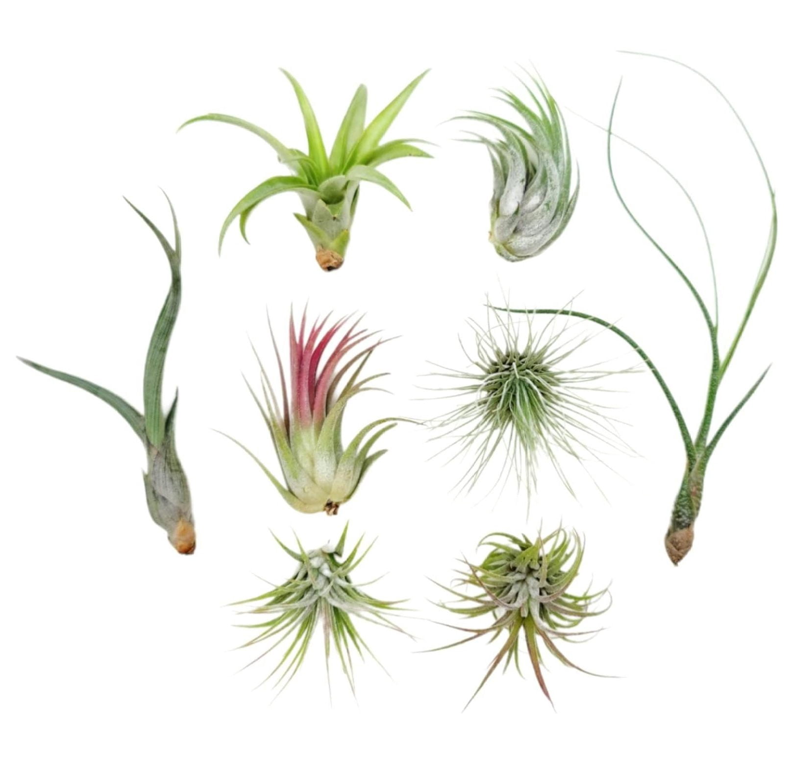 8 Live Air Plants, Hand Selected Assorted Variety of Species, Tropical ...