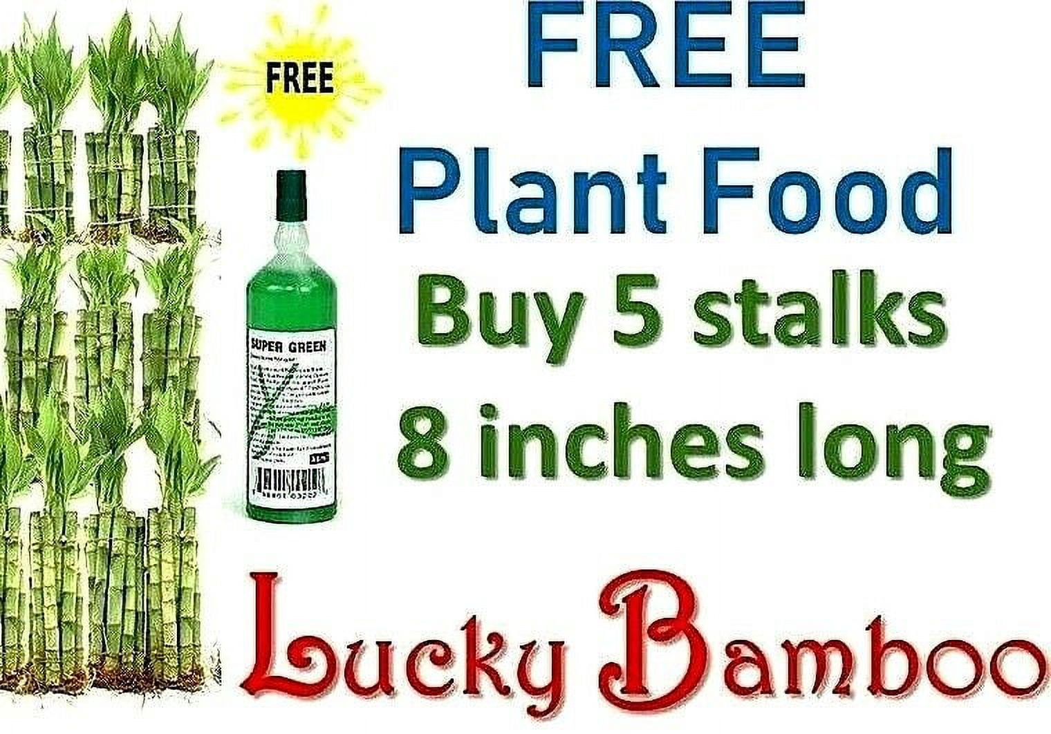 8" Lucky Bamboo 5 Stalks Plants w/ FREE Plant Food, GIFT, Perennial ...