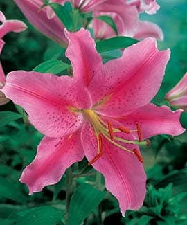 8 Mixed Sprouted lily bulbs! Random mix! End of Season clearance ...