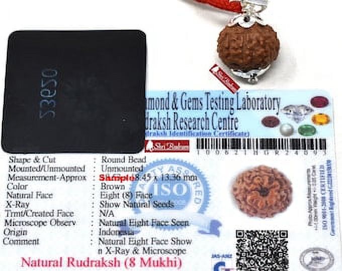8 Mukhi Rudraksha Java Bead - Walmart.com