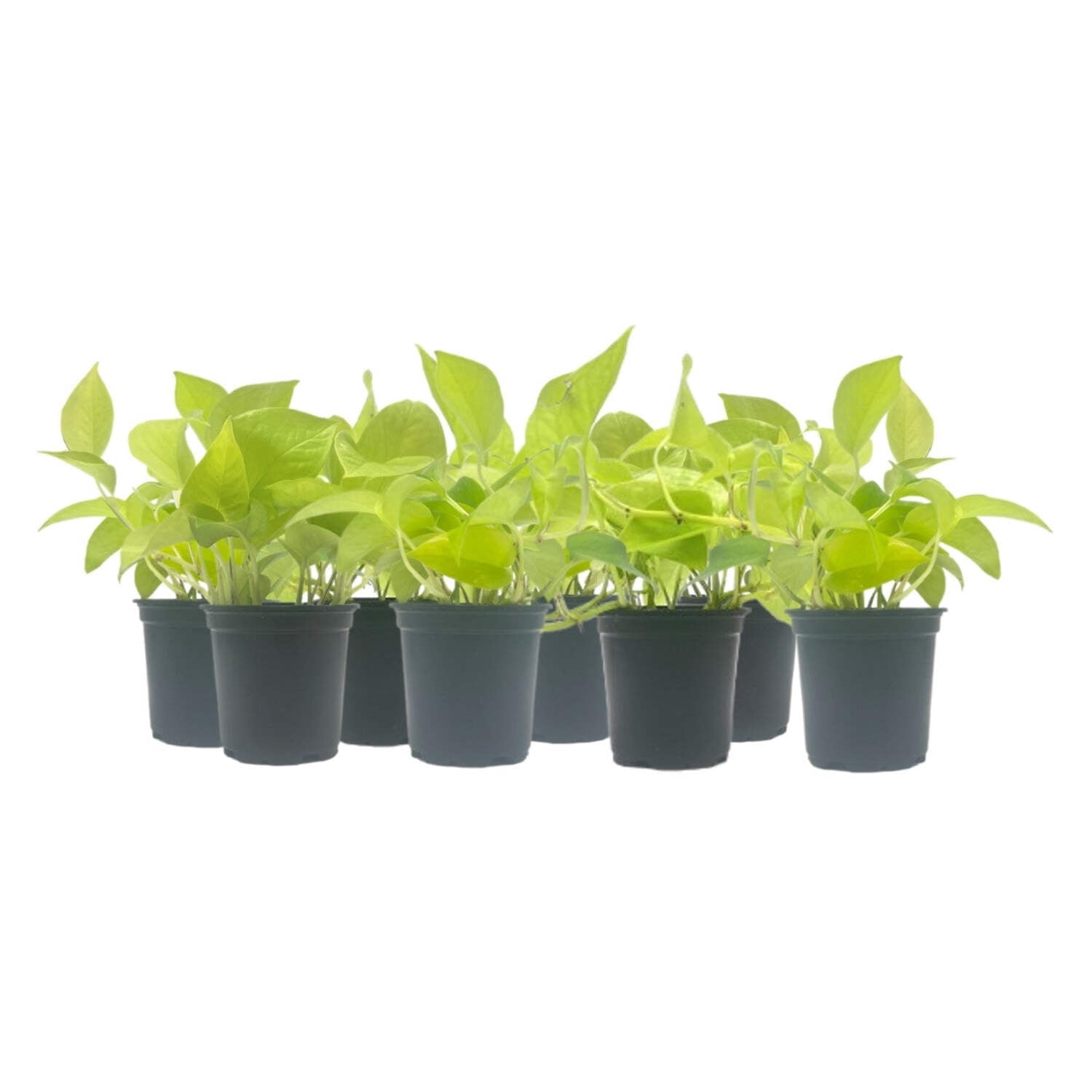 8-PK Live Neon Pothos, Epipremnum aureum 'Neon', Air Purifying Indoor ...