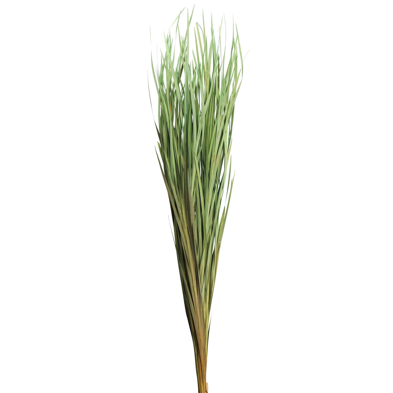 8 Pack: Green Magnolia Flax Grass Bundle by Ashland® - Walmart.com