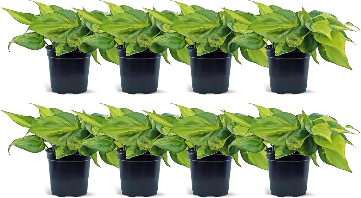 8 Pack Live Brazilian Philodendron, Variegated Philodendron, Trailing ...