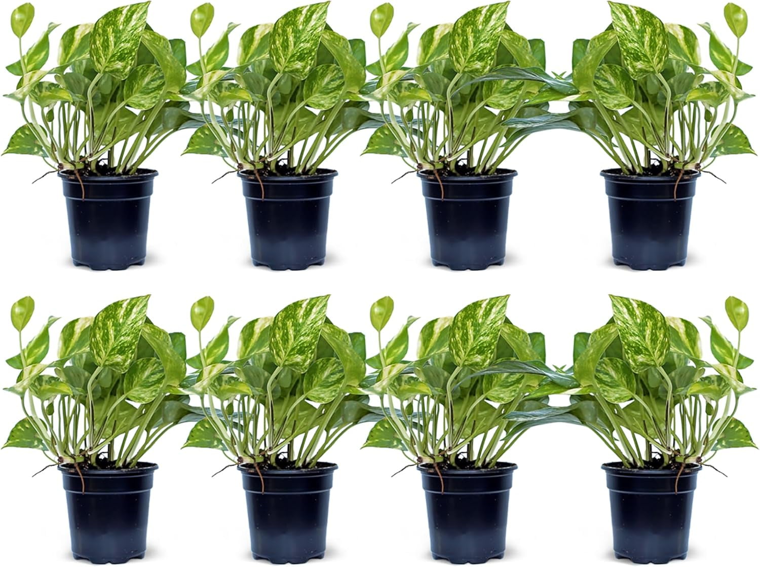 8 Pack Live Golden Pothos, Devil's Ivy Vine, Indoor Trailing Houseplant ...