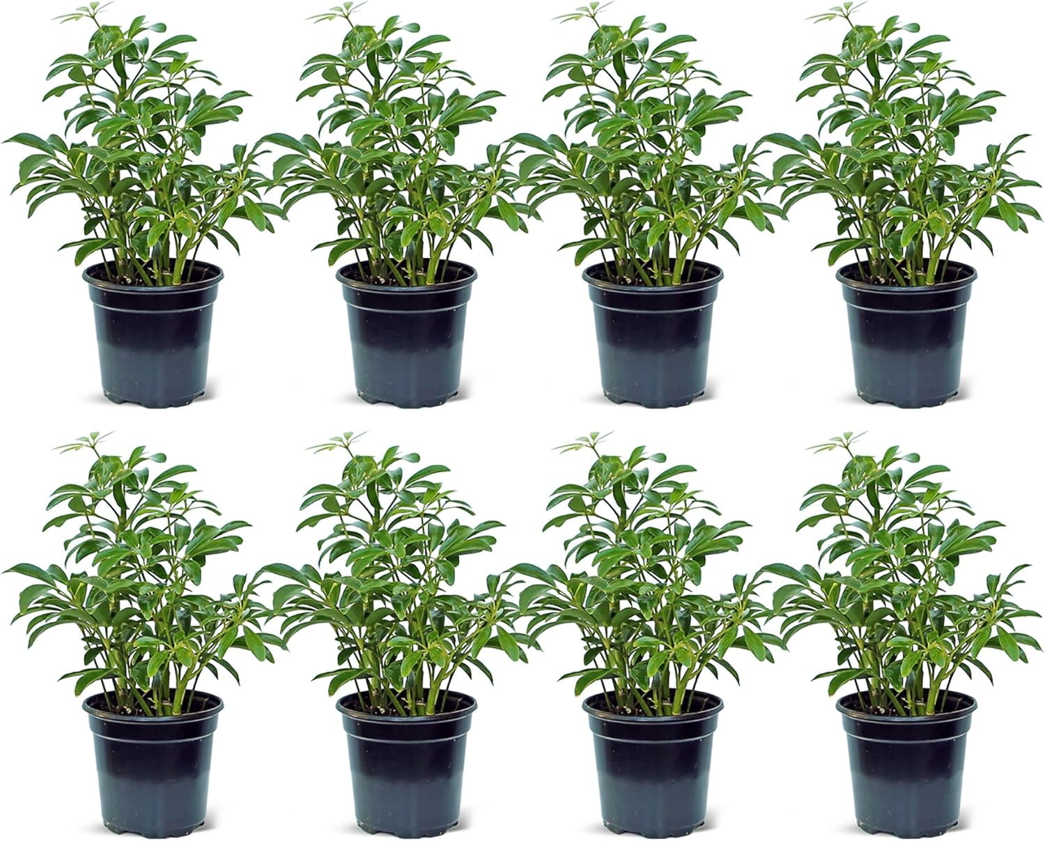 8 Pack Live Hawaiian Schefflera Arboricola, Hawaiian Dwarf Umbrella ...