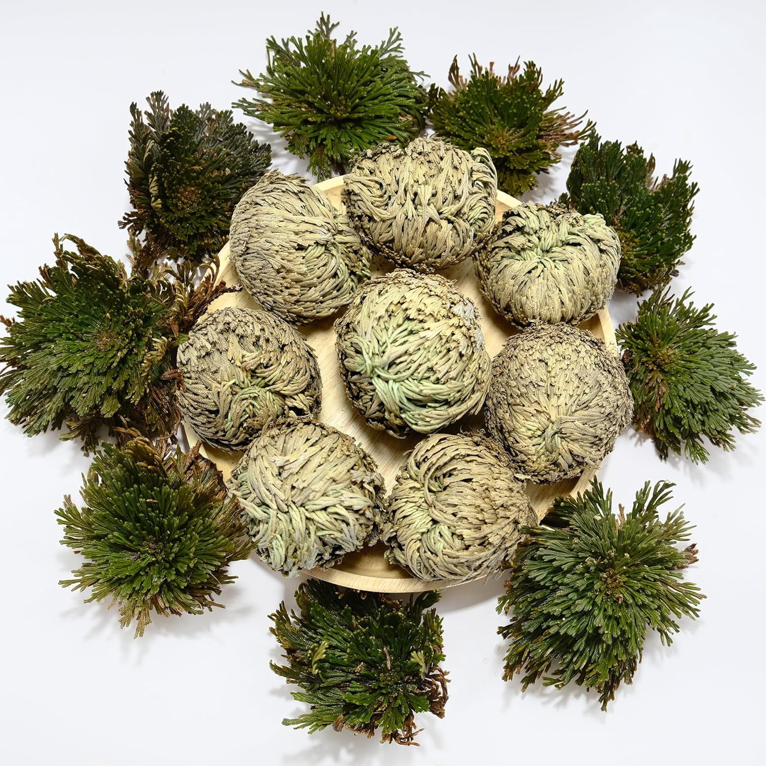 8 Pack Rose of Jericho Resurrection Plants, Large 2+ Inch Rosa de ...