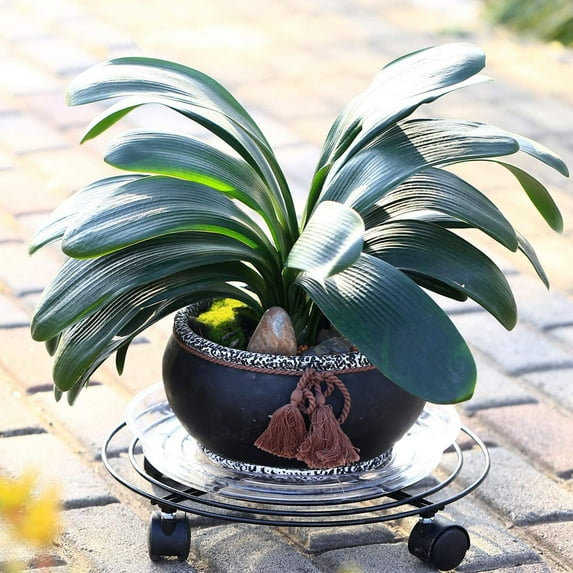 8 Packs Large Metal Plant Caddy with Wheels 13" Heavy-Duty Wrought Iron ...