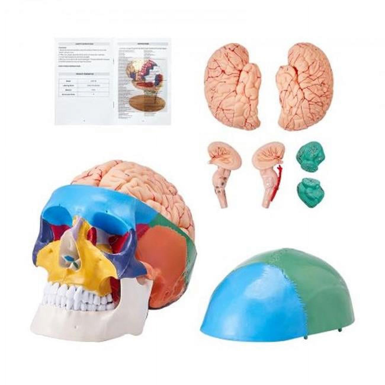 8-Parts Brain & 3-Parts Life-Size Painted Anatomy Skull Human Skull ...