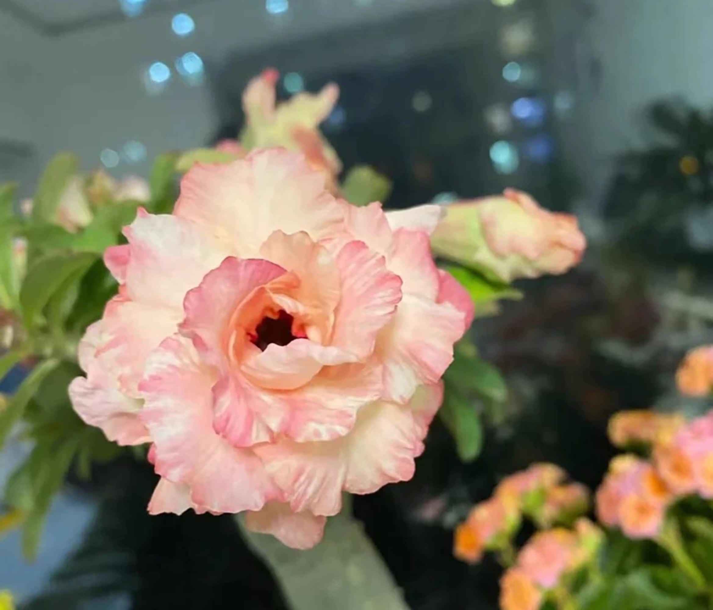 8 Peaches and Cream Desert Rose Seeds Adenium Obesum Flower Perennial ...