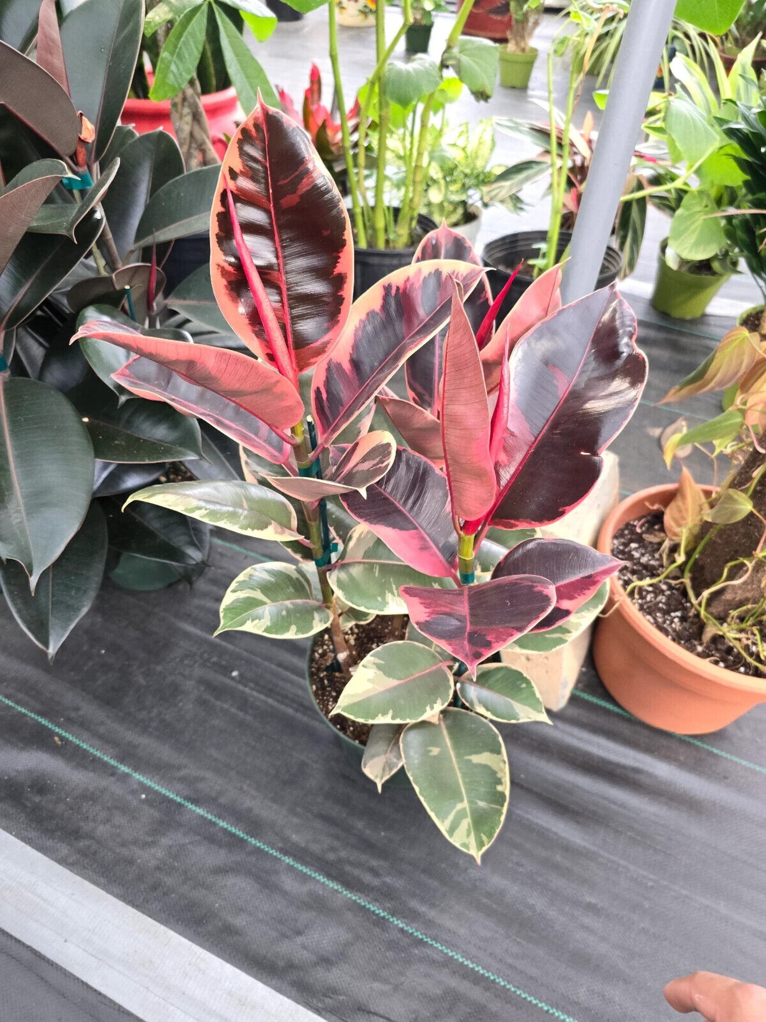 8" Pot - 2.5ft tall XL size Ficus elastica "Ruby" Variegated Rubber ...