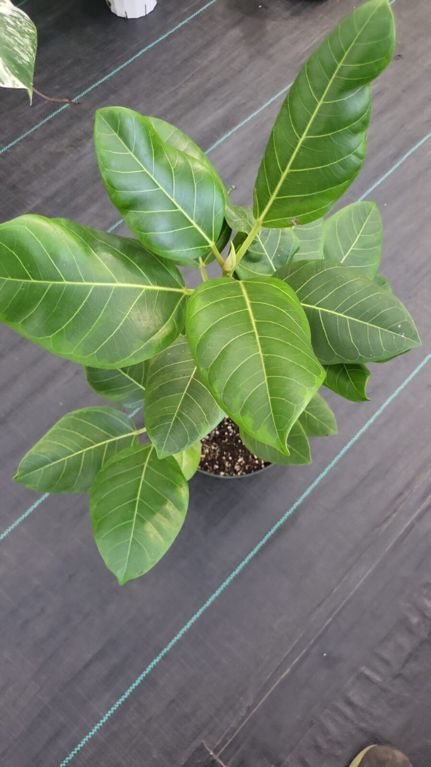 8" Pot - XL size Ficus elastica Yellow Gem Rubber Tree - Get one ...