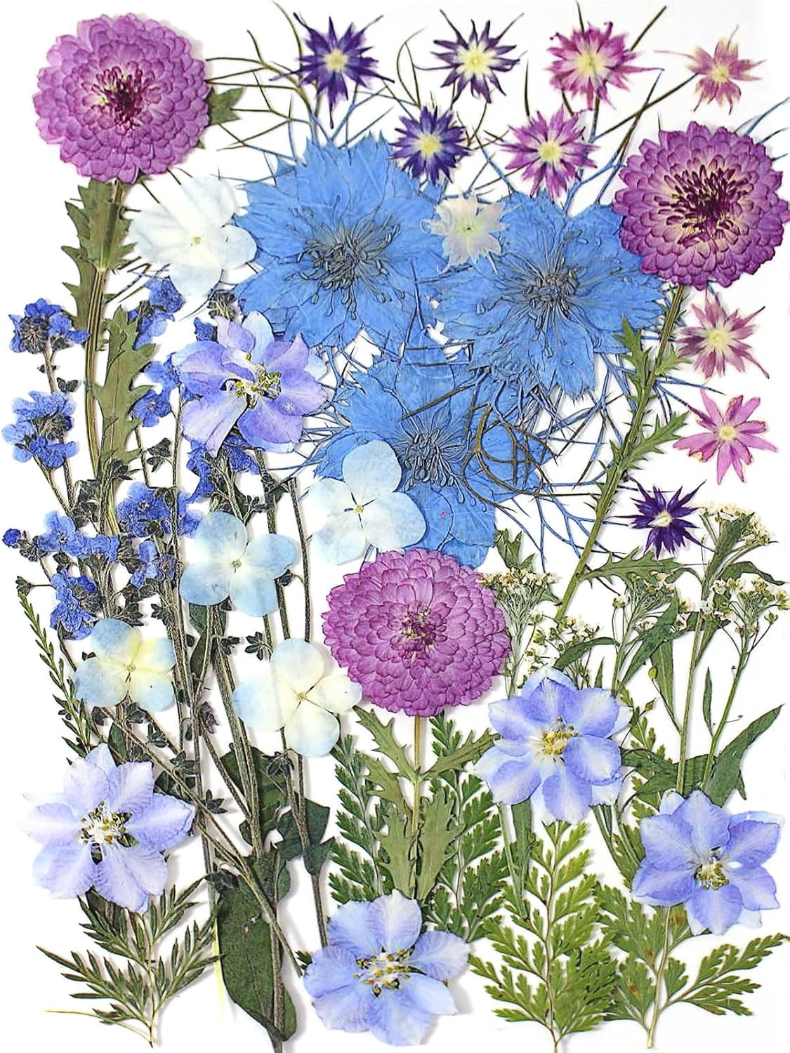 8 Types 46pcs Real Dried Pressed Flowers Leaf Plant Herbarium for DIY ...