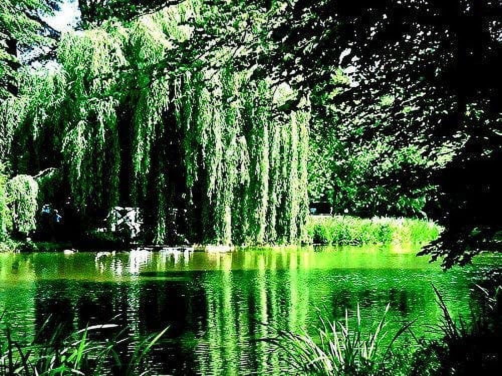 Live Outdoor 8 Golden Weeping Willow Tree Cuttings - Beautiful Arching ...
