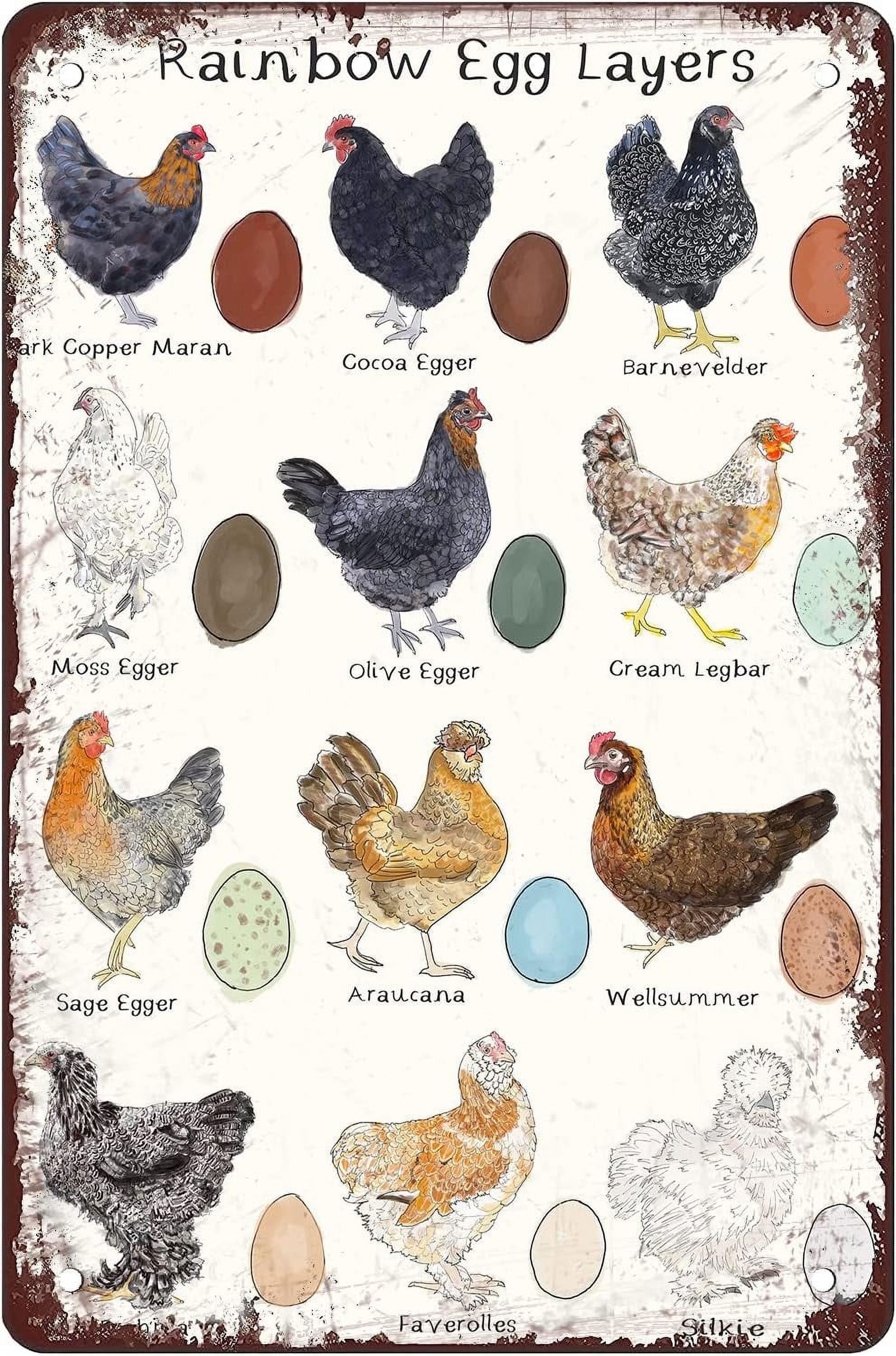 8"X 12" Egg Layers Chicken Breeds Vintage Metal Tin Sign Art Plaque ...