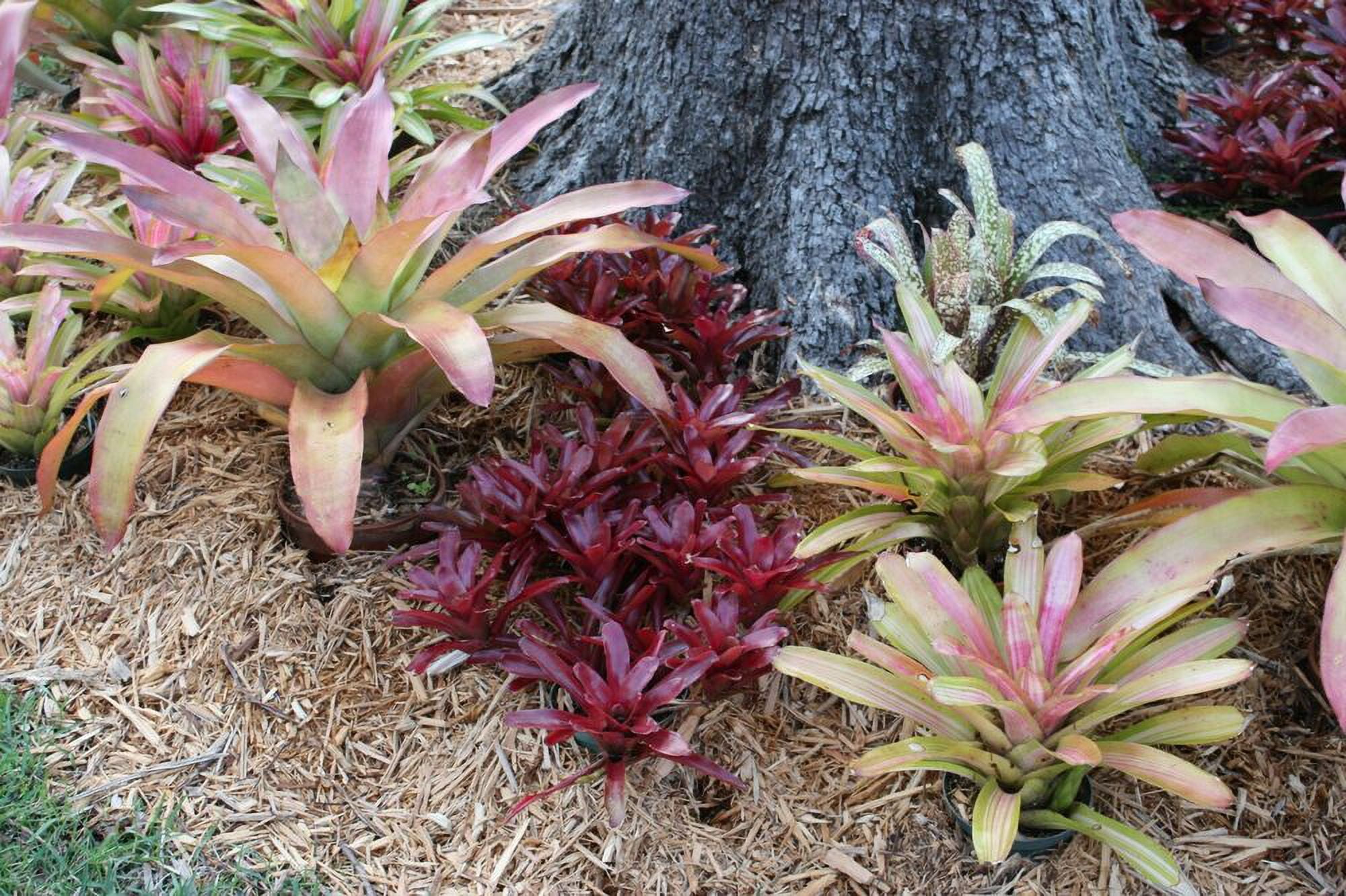8 assorted bromeliads mix lot SMALL plants neoregelia vriesea ...