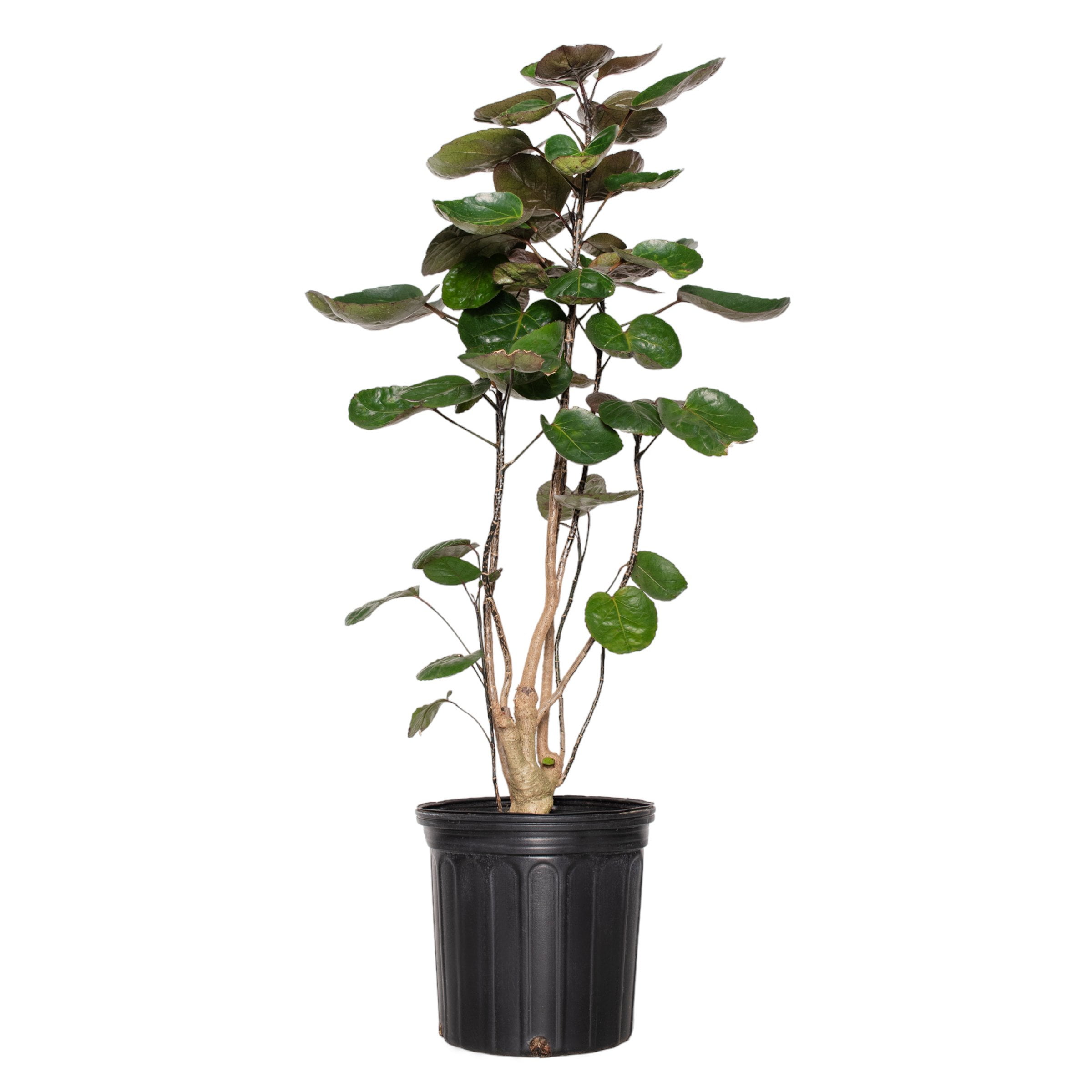 8 in Aralia Fabian Stump Live Tree - Walmart.com