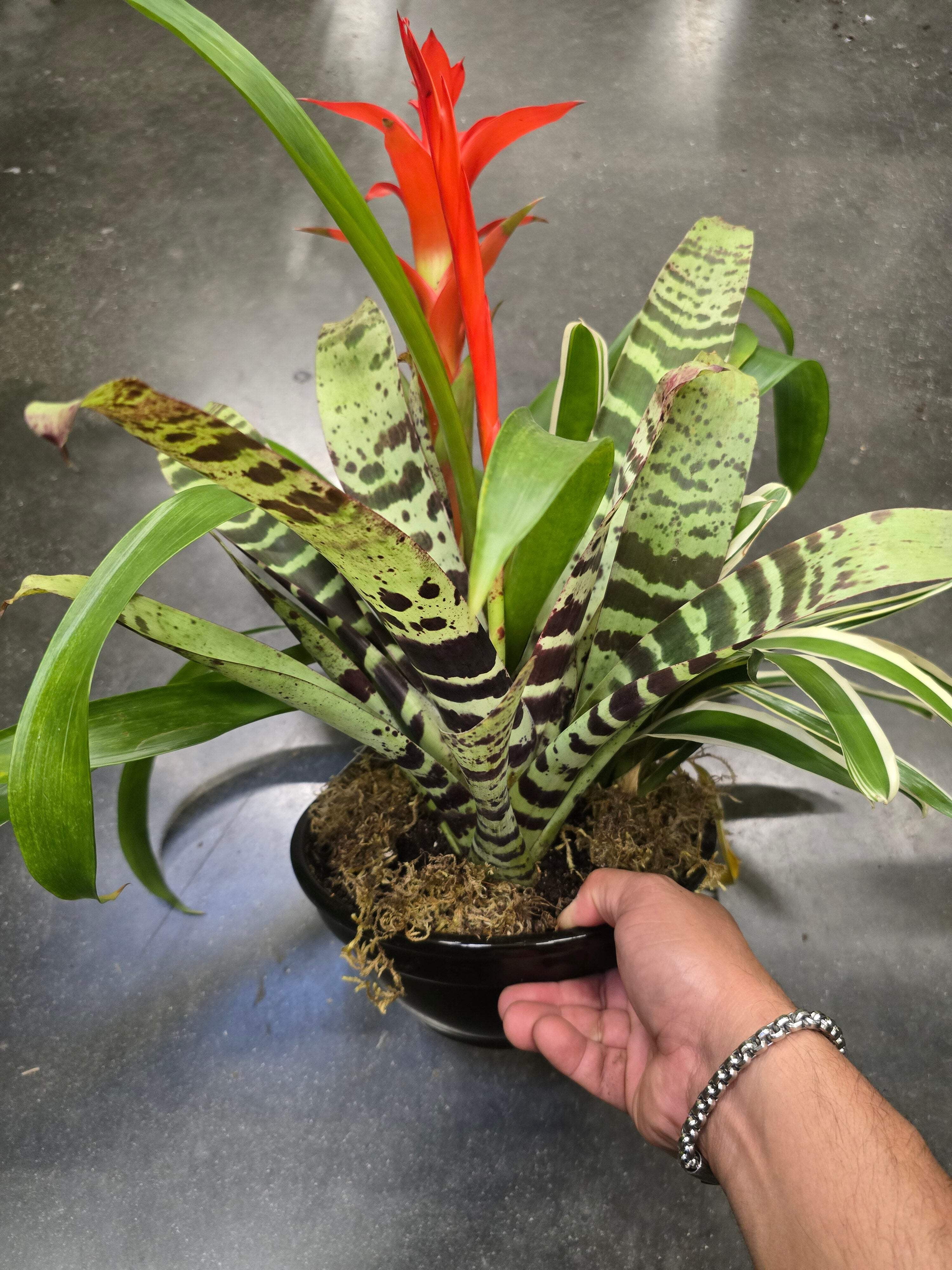 8 inch Pot- Bromelia Mix Gift plant Indoor - Get similar - Walmart.com